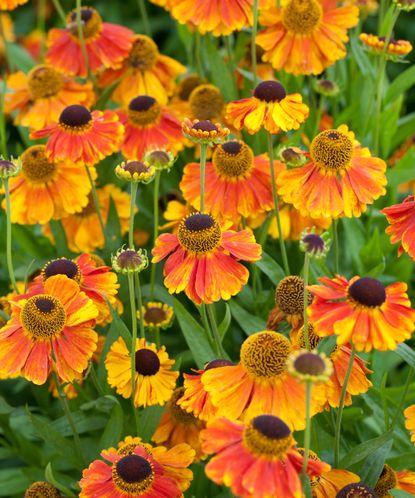 Gardening expert reveals her favorite plant for garden color all year ...