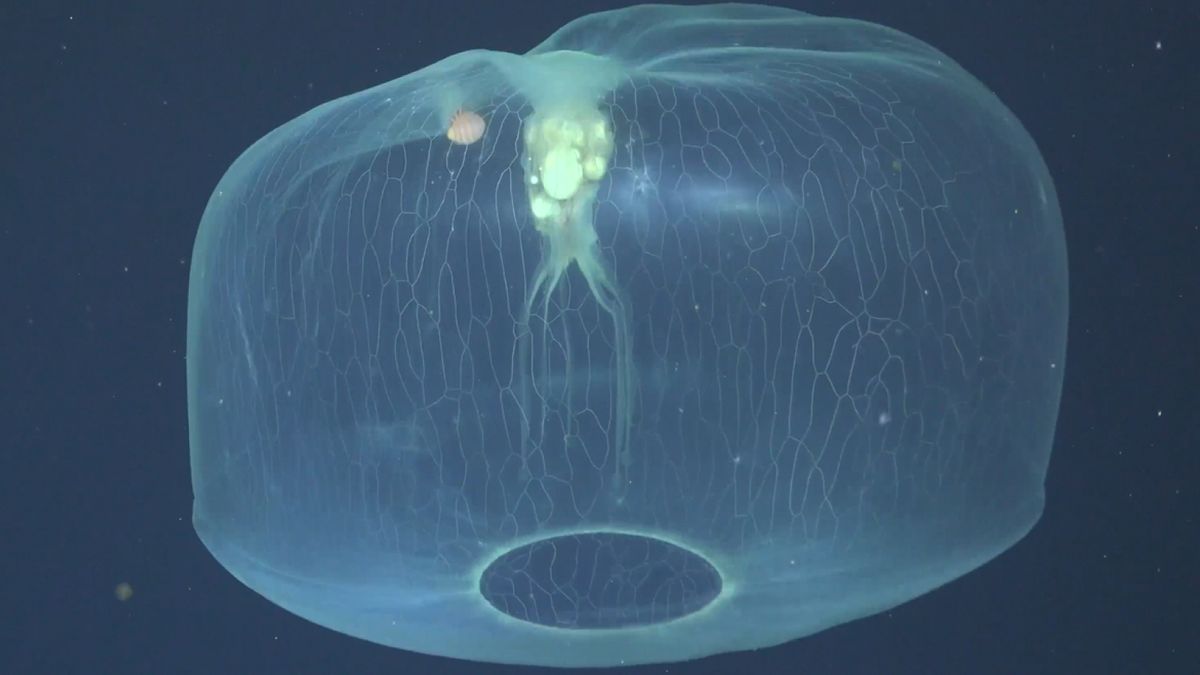 Otherworldly video captures rare jellyfish with a hitchhiker in its ...