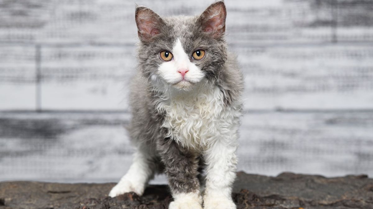 32 best cat breeds for cold climates | PetsRadar