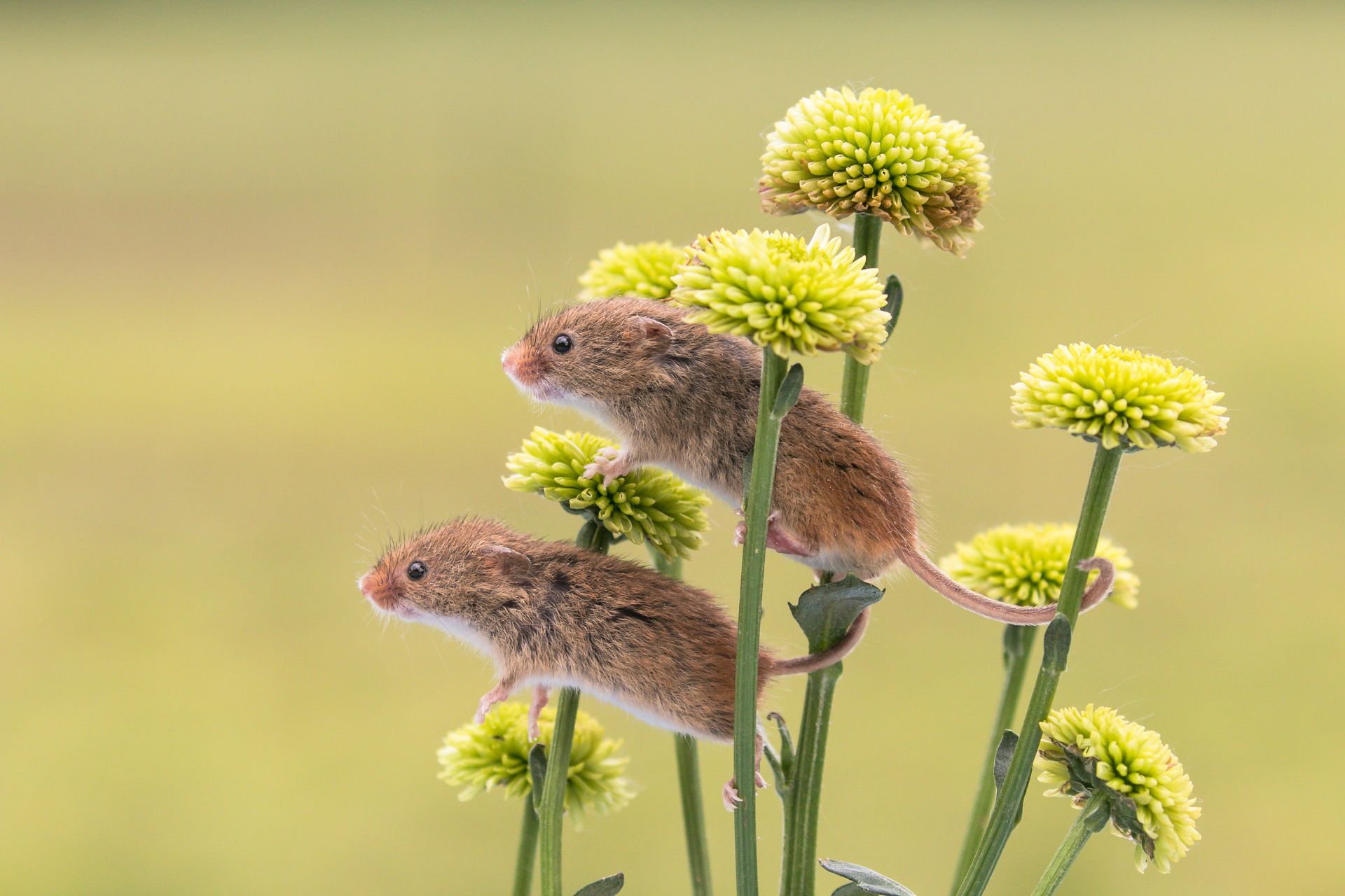 Quiz ahoy! Even these gorgeous mice have been waiting for the Country ...