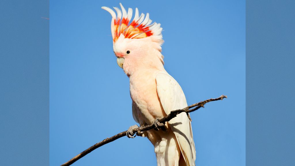 15 strange desert animals | Live Science