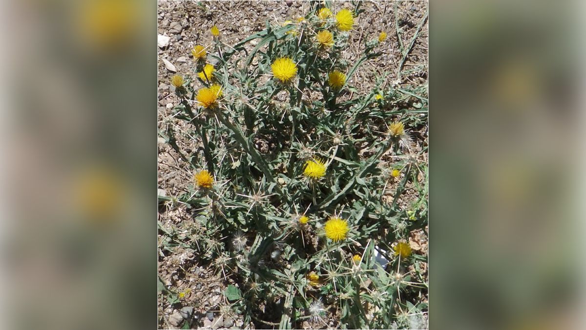 Famous Neanderthal 'flower burial' debunked because pollen was left by ...