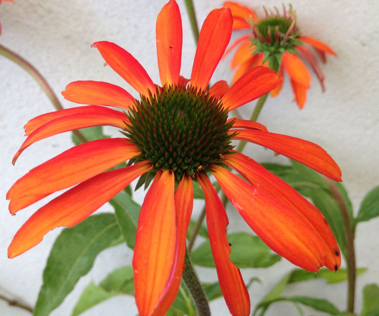 Best coneflower varieties: 15 charming echinaceas for summer | Homes ...
