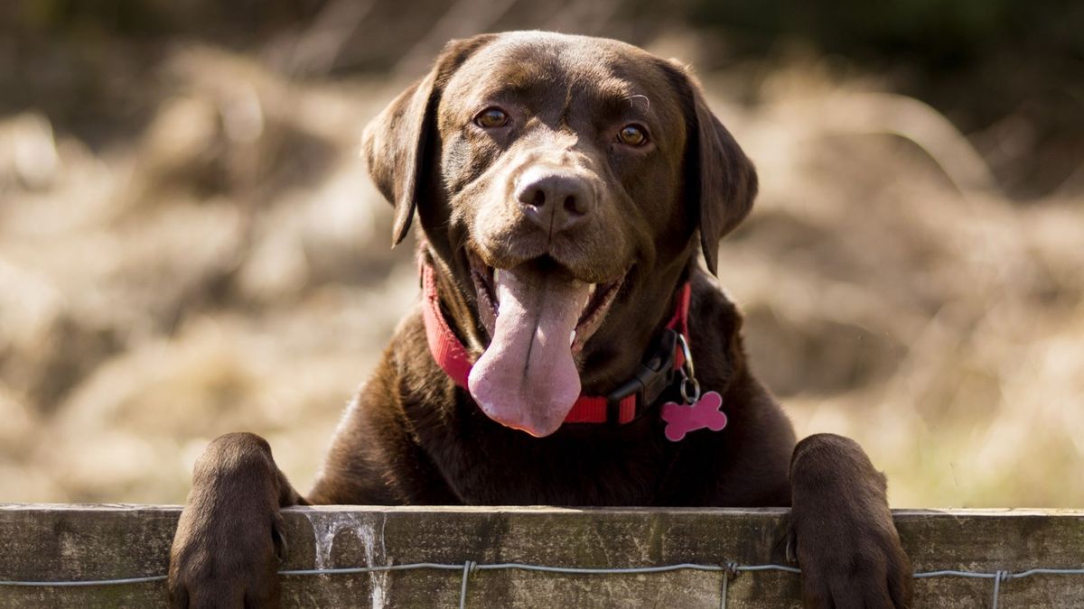32 of the smartest dog breeds | PetsRadar