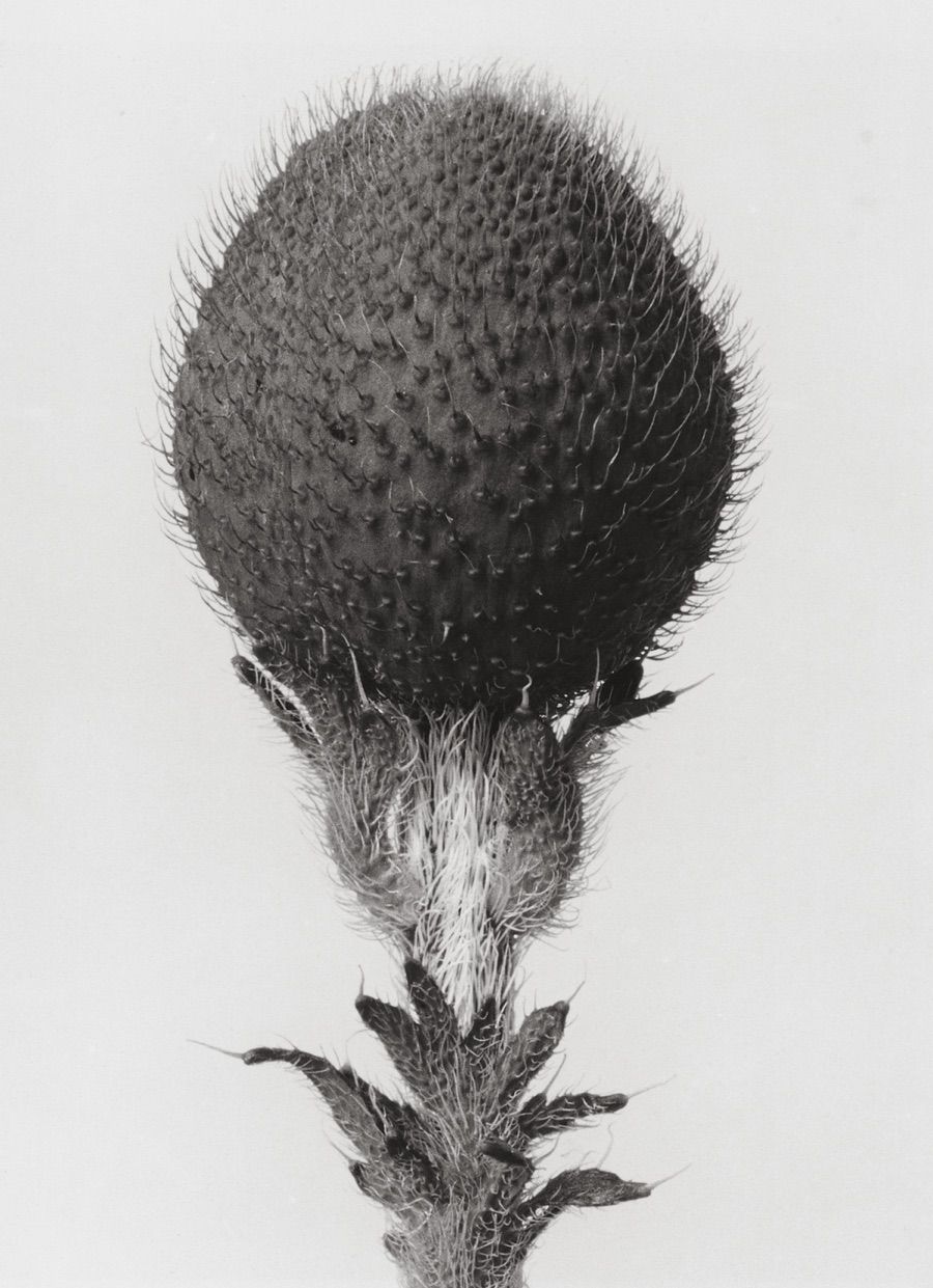 Plant Photos: Amazing Botanical Shots by Karl Blossfeldt | Live Science