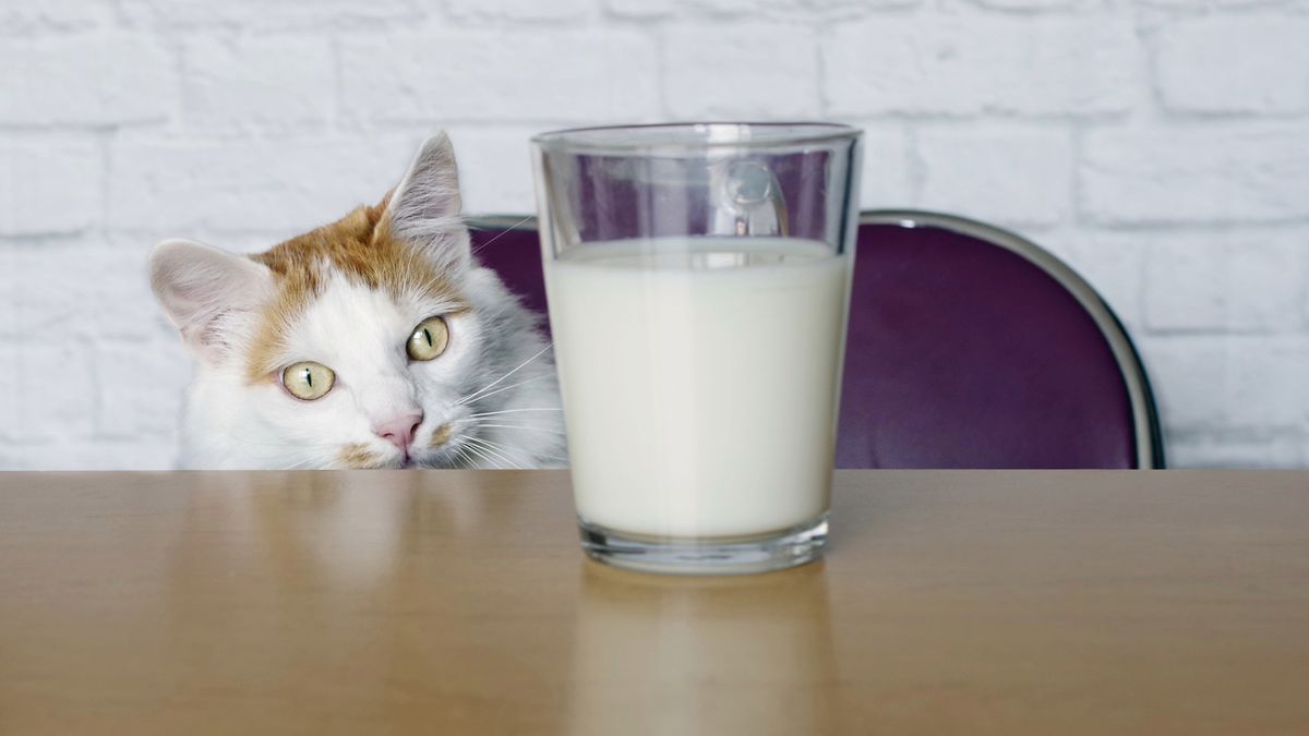Can cats drink oat milk? What a vet wants you to know | PetsRadar