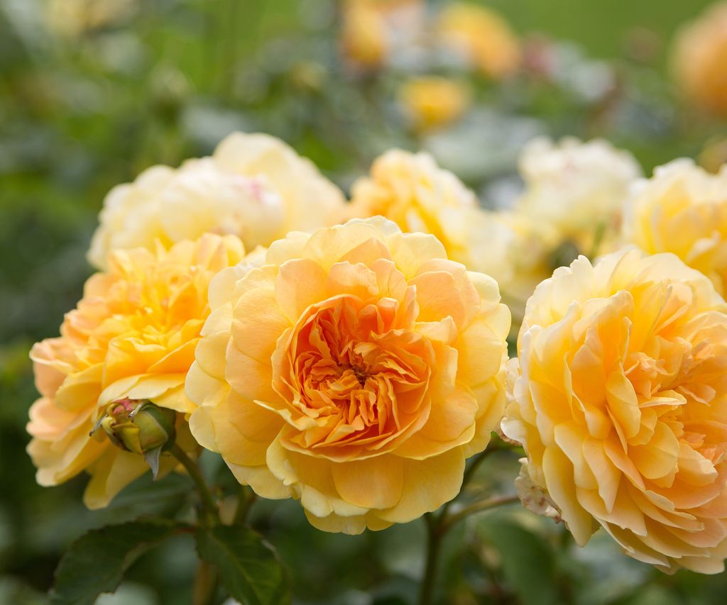 How to design a romantic garden: 9 expert tips you need to know | Homes ...