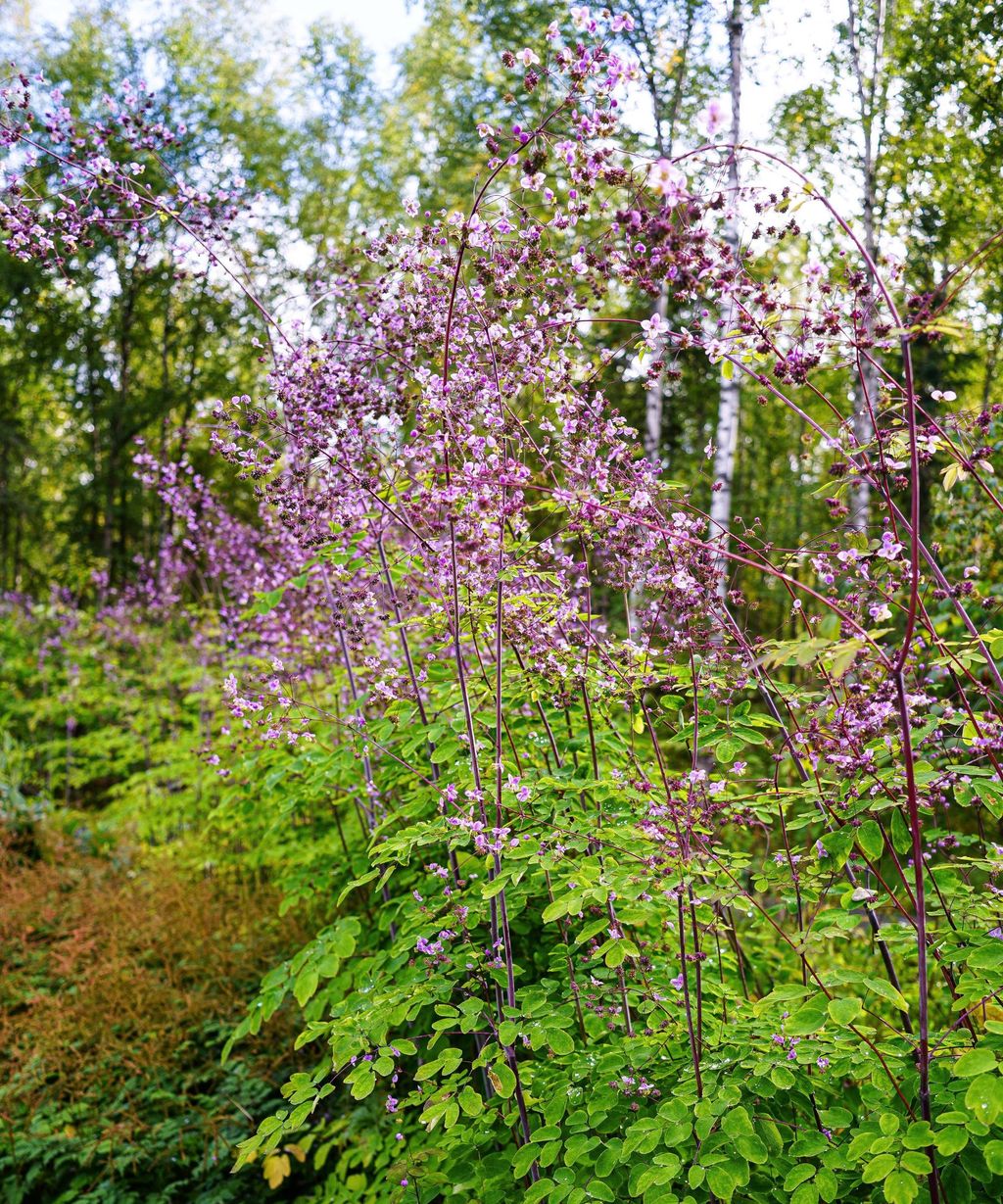 How to grow thalictrum: take your cottage garden to the next level ...