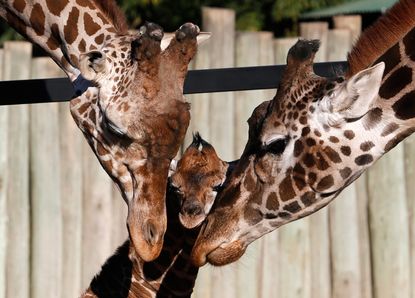 Meet the cutest zoo animals born in 2013 | The Week