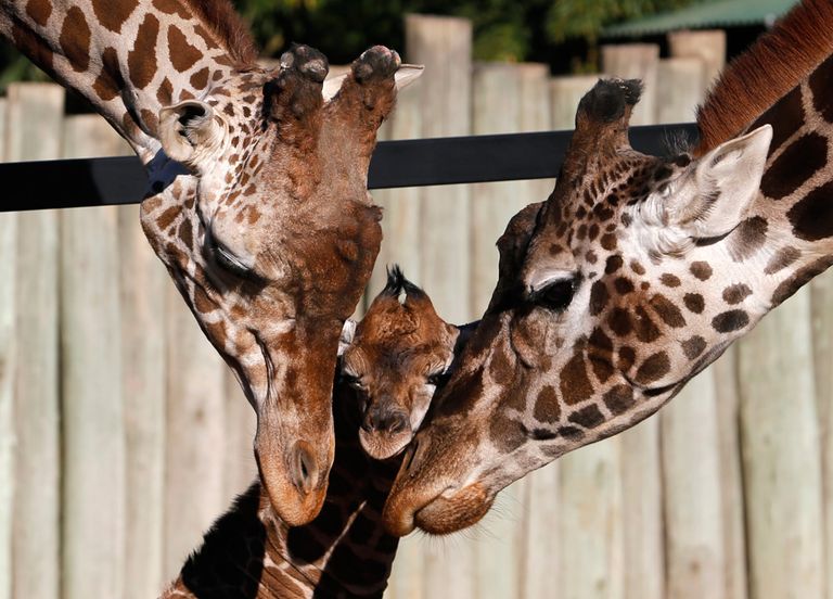 Meet the cutest zoo animals born in 2013 | The Week