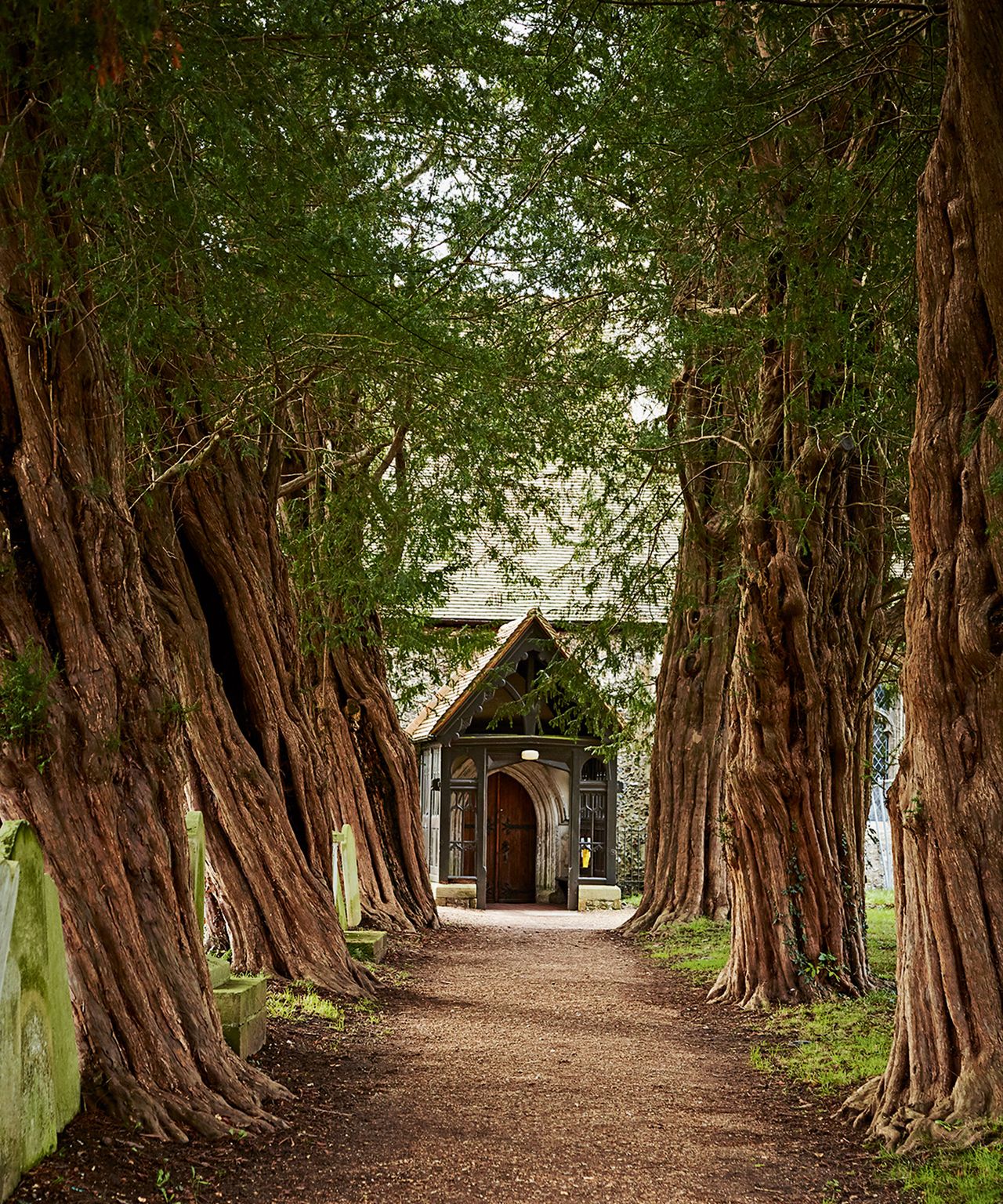 How to identify British trees – by leaf, fruit, shape, size, bark and ...