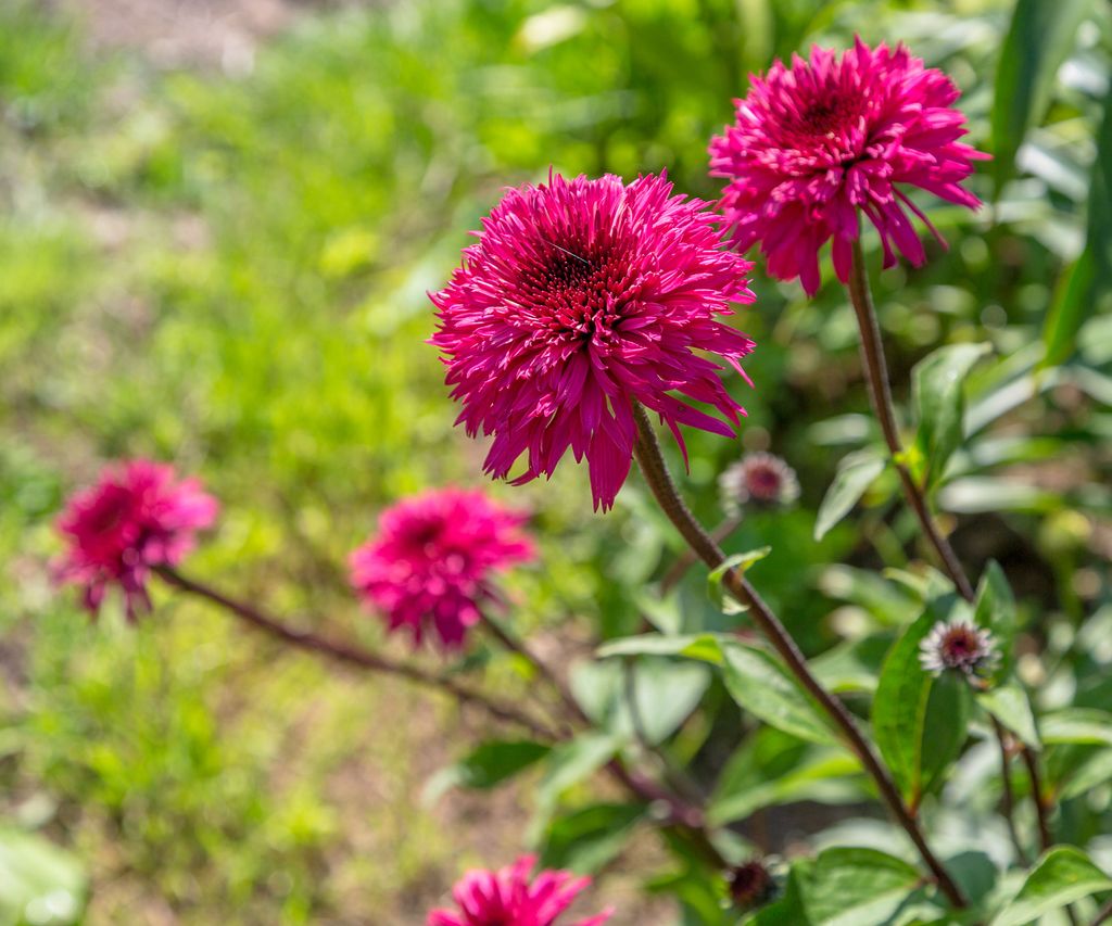 Best coneflower varieties: 15 charming echinaceas for summer | Homes ...