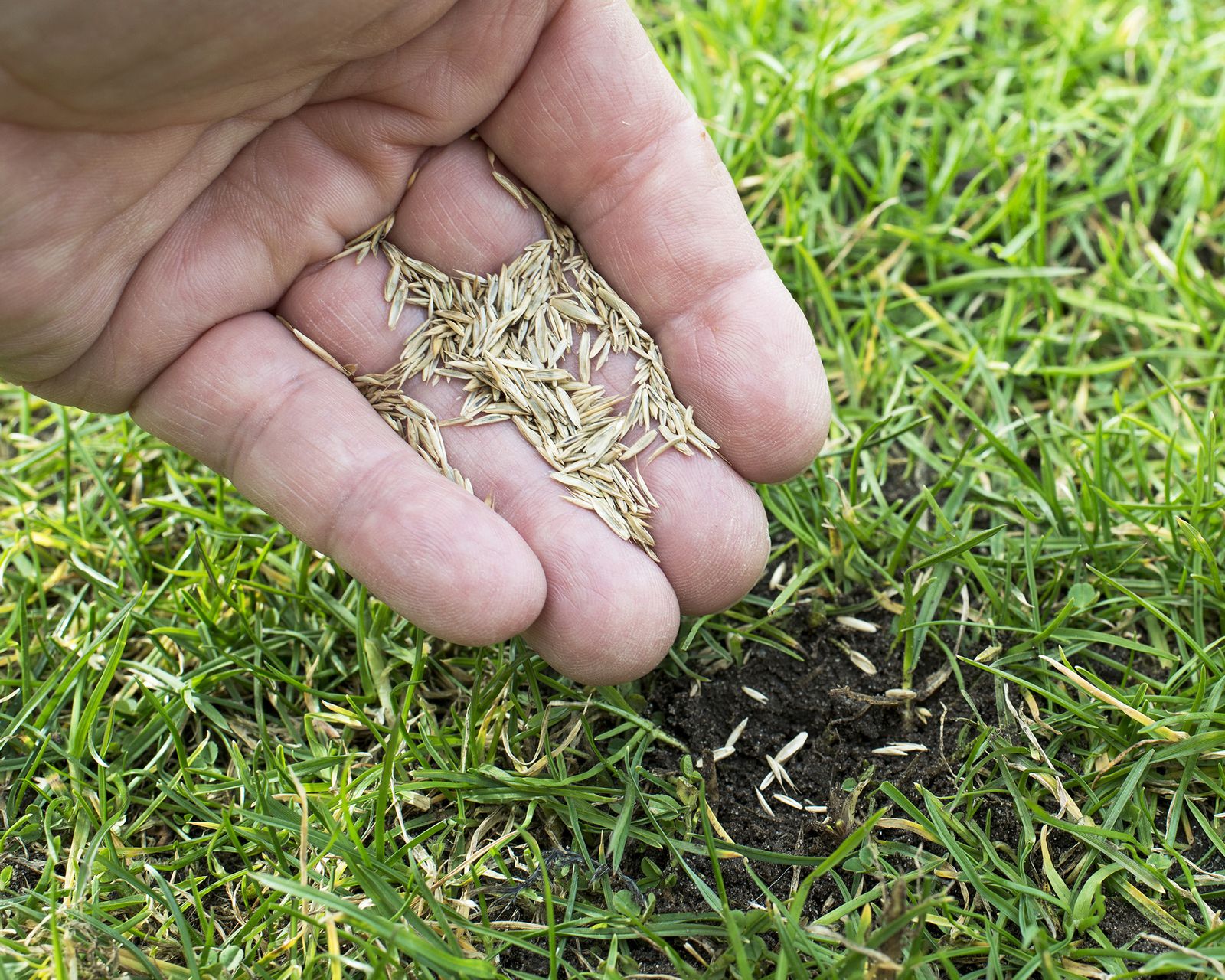 How To Bring Your Lawn Back To Life – Your Post-Winter Plan | Gardening ...