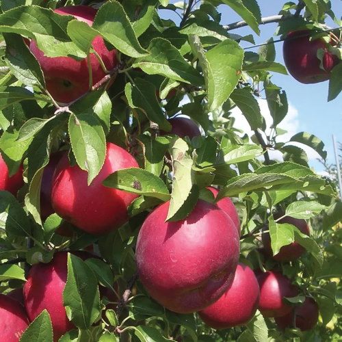 How to grow an apple tree - our guide to enjoying success | Homes and ...