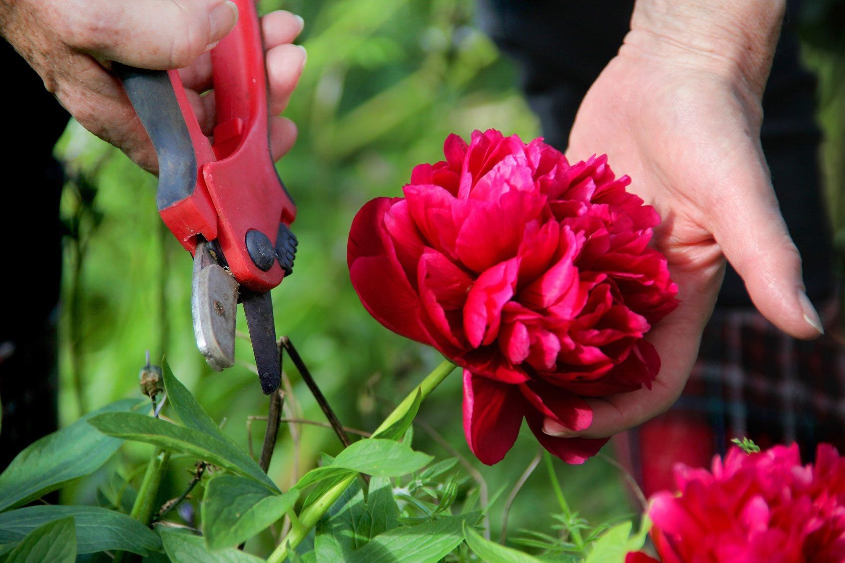 Pruning Peonies - How And When To Trim Peonies | Gardening Know How