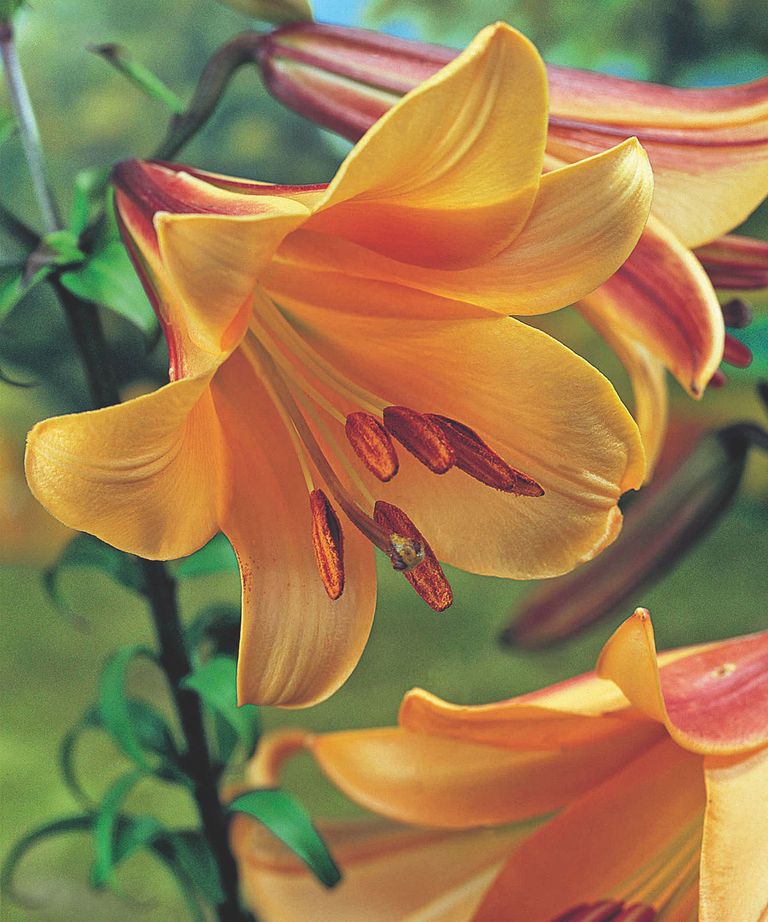 Types of lilies: 16 gorgeous varieties to choose from | Gardeningetc