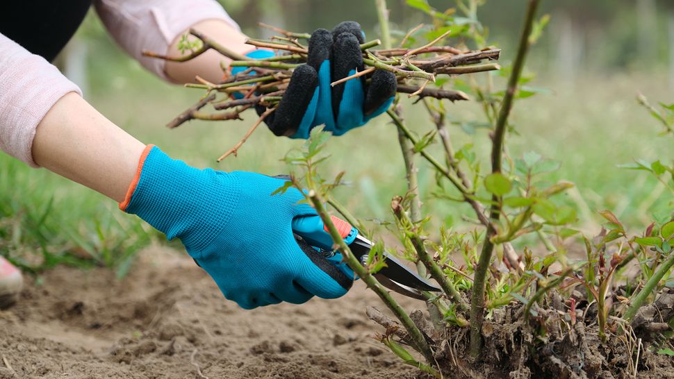 When is it too late to prune roses? Advice from a rose expert | Tom's Guide