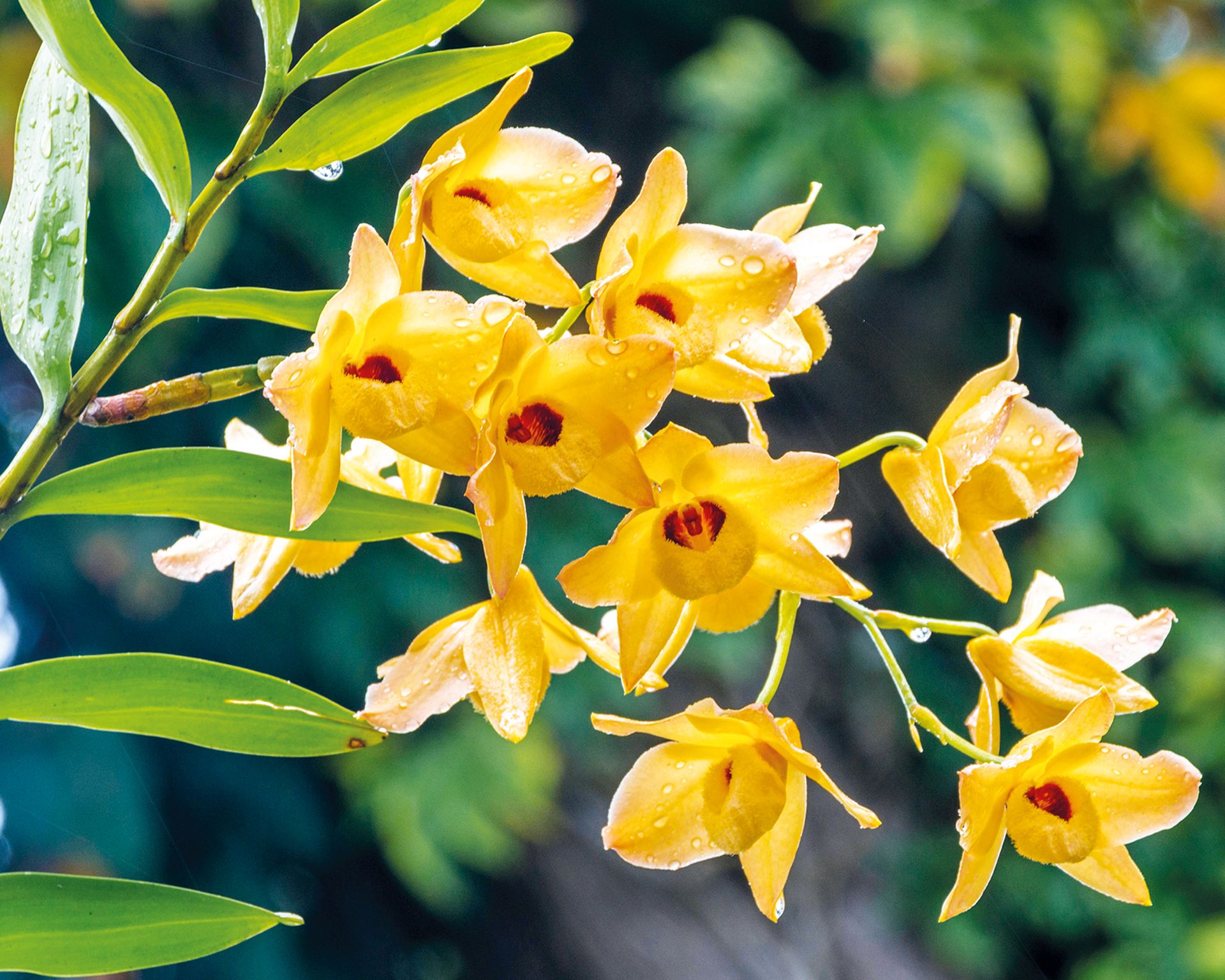 How Long Do Orchids Live? And How To Extend Their Lifespan | Gardening ...