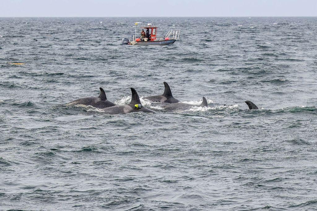 Killer whales are teaming up with dolphins on salmon hunts, study finds ...