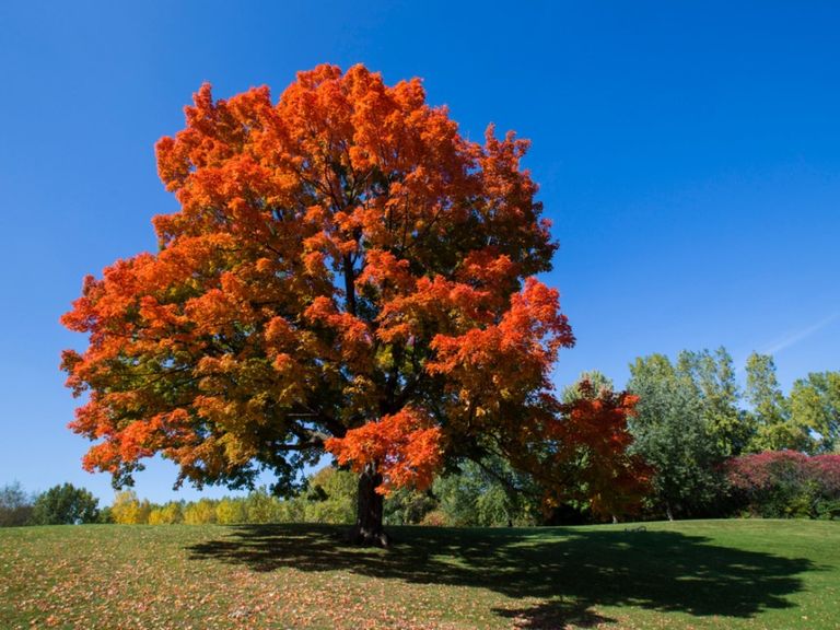 Maple Decline Information: Reasons For Maple Dieback In The Landscape ...
