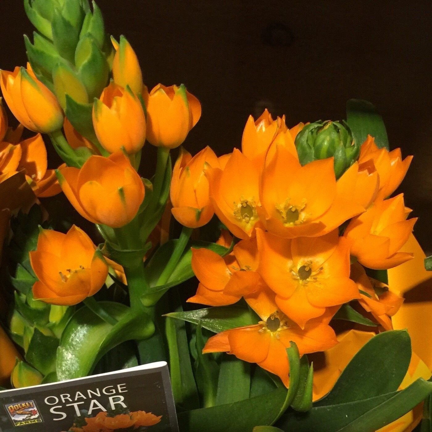Orange Star Plant Information - Learn About Orange Star Plant Care ...