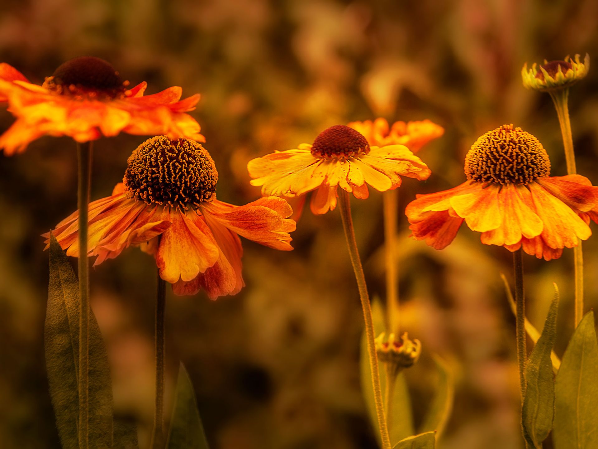 Best fall-blooming flowers for a perennial garden | Livingetc