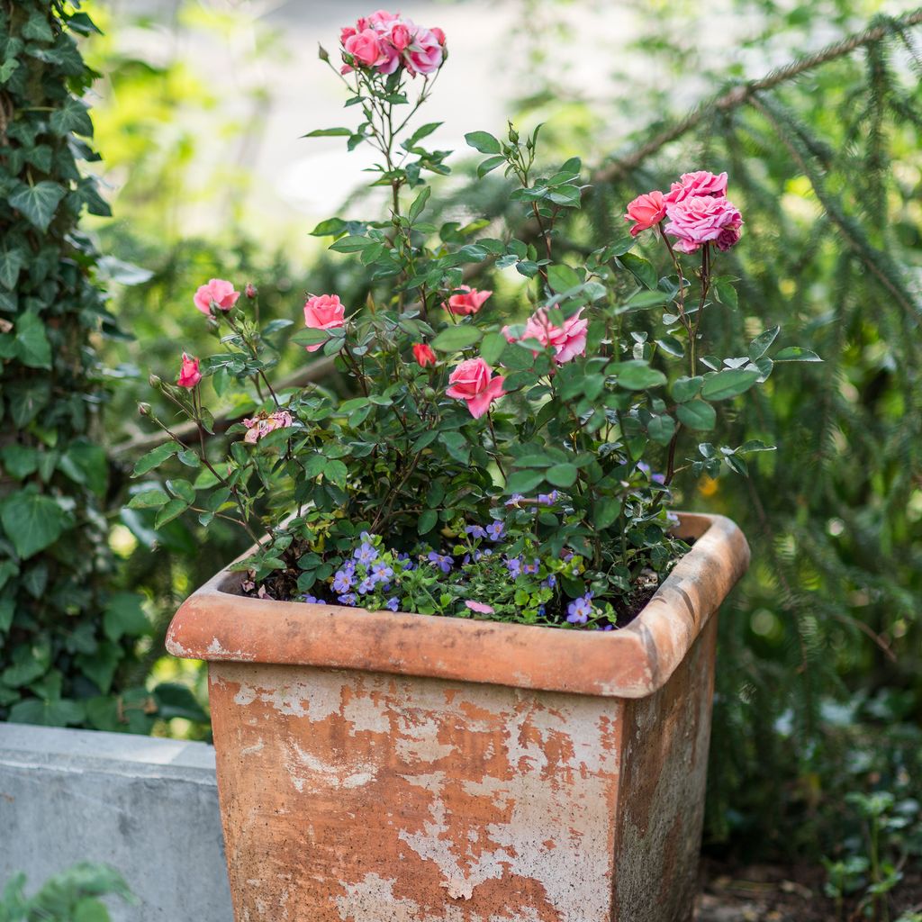 How to grow potted roses - expert advice to help them flourish | Ideal Home