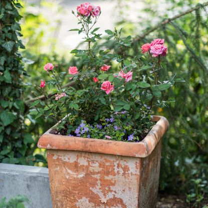 How to grow potted roses - expert advice to help them flourish | Ideal Home