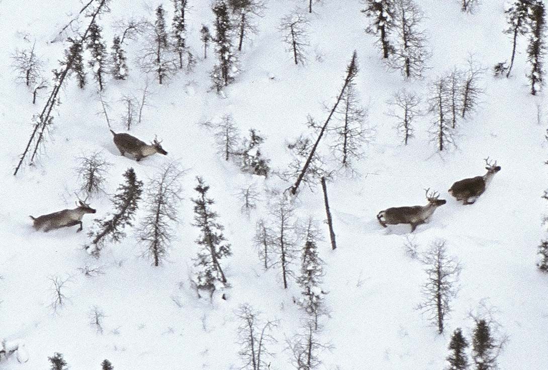 'Real' Reindeer Need Help, Conservation Groups Say | Live Science