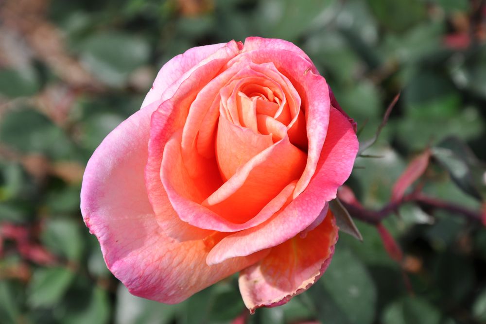 Beautiful Rose Flower Photos | Rose Pictures & Information | Live Science