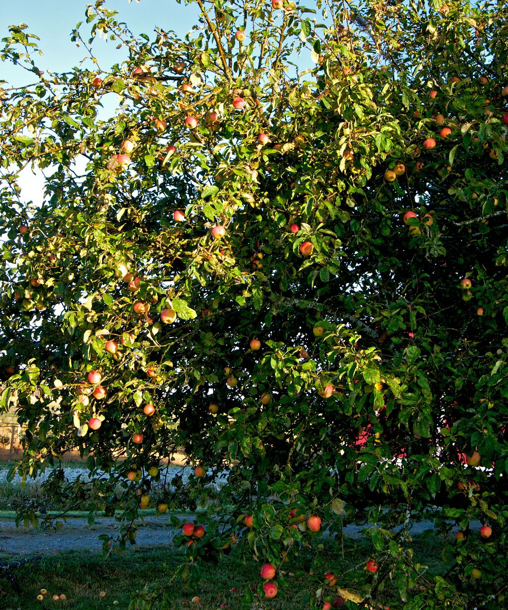 Pruning mistakes: 5 common errors and how to avoid them | Homes and Gardens