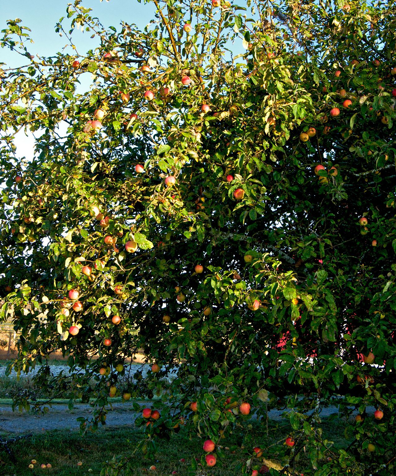 Pruning mistakes: 5 common errors and how to avoid them | Homes and Gardens