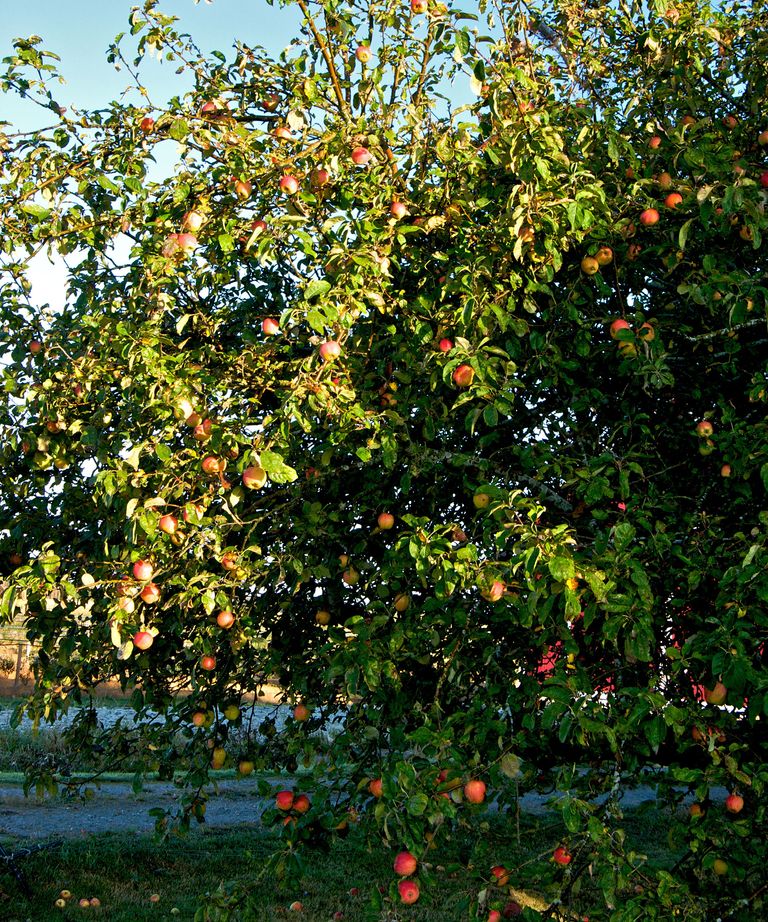 Pruning mistakes: 5 common errors and how to avoid them | Homes and Gardens