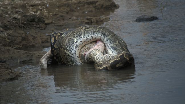 Snake photos: Pythons swallow crocodiles and other animals … whole ...