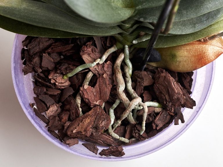 Plants With Aerial Roots - Why Does My Plant Have Roots Coming Off The ...