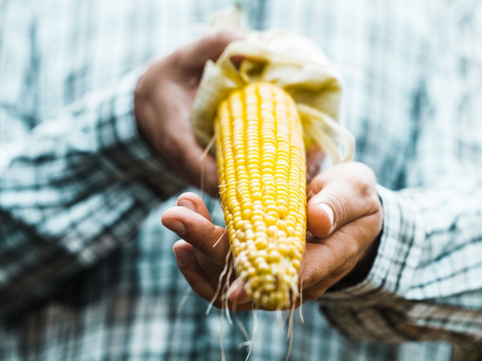 Corn Harvesting Info - When And How To Pick Sweet Corn | Gardening Know How