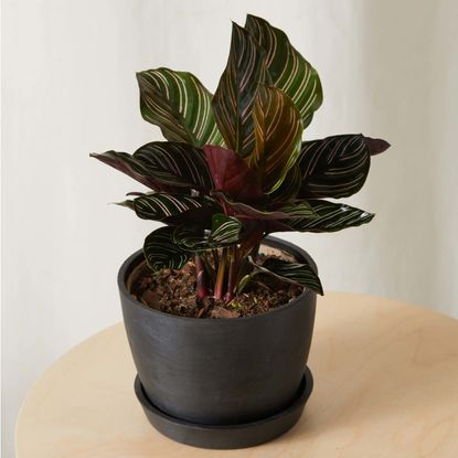 Calathea care guide: 5 expert tips on these fussy plants | Homes and ...