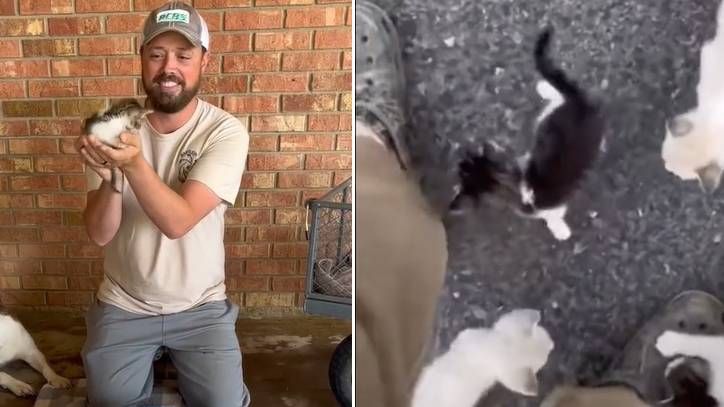 Kitten ambush video: Man finds 13 kittens on the side of the road after ...