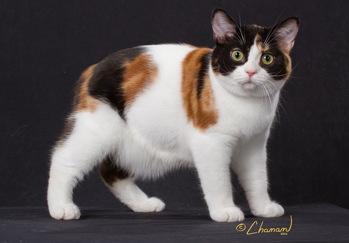 Photos: Champion Cats are Show-Stopping Stunners | Live Science