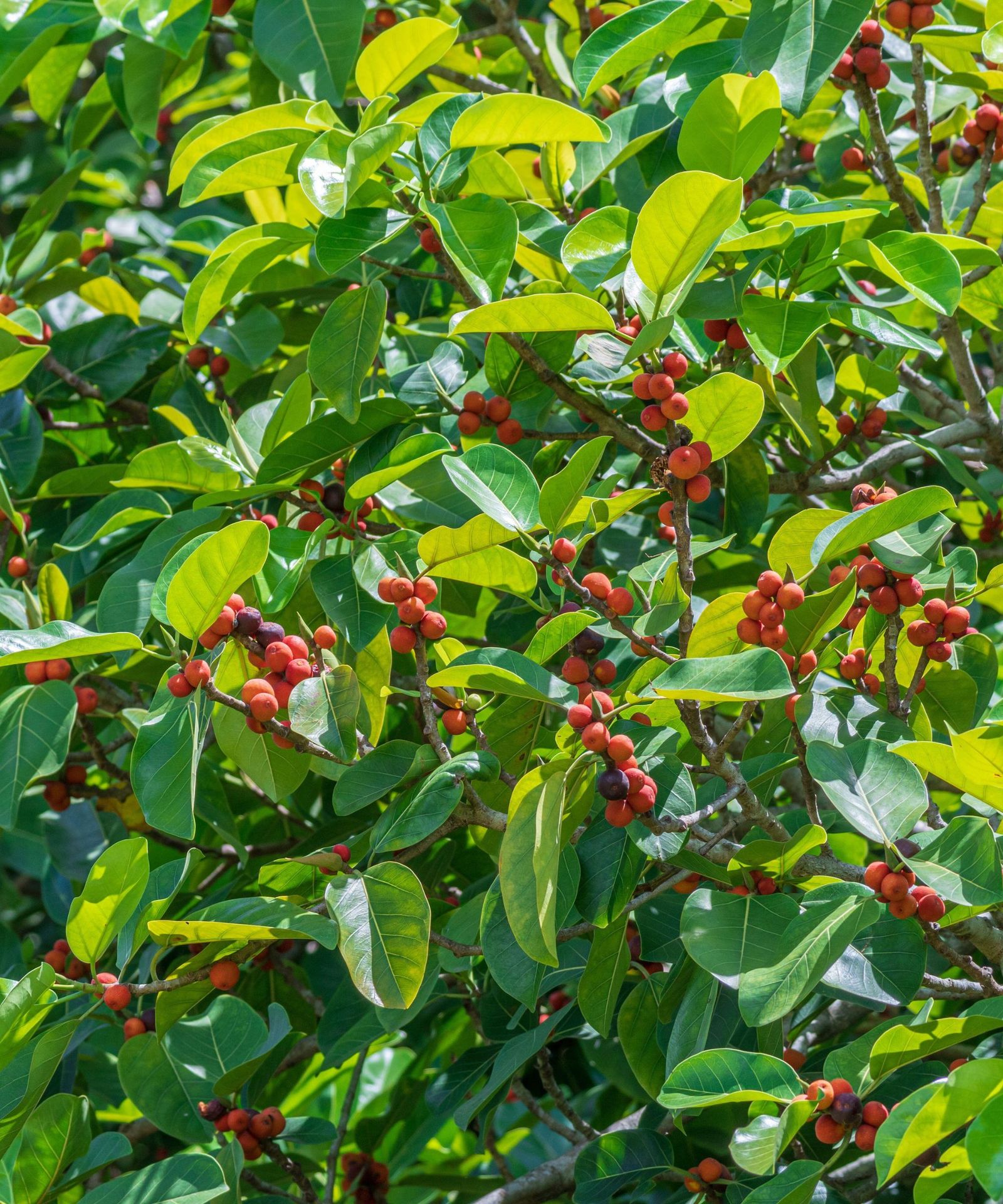 The best fig trees: to grow indoors and out | Homes and Gardens