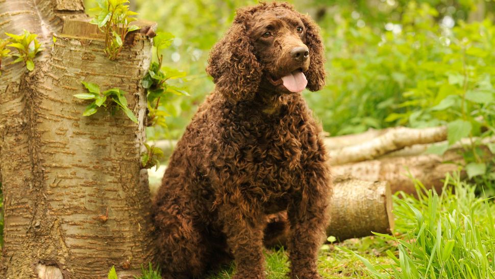 32 things to know about American water spaniels | PetsRadar