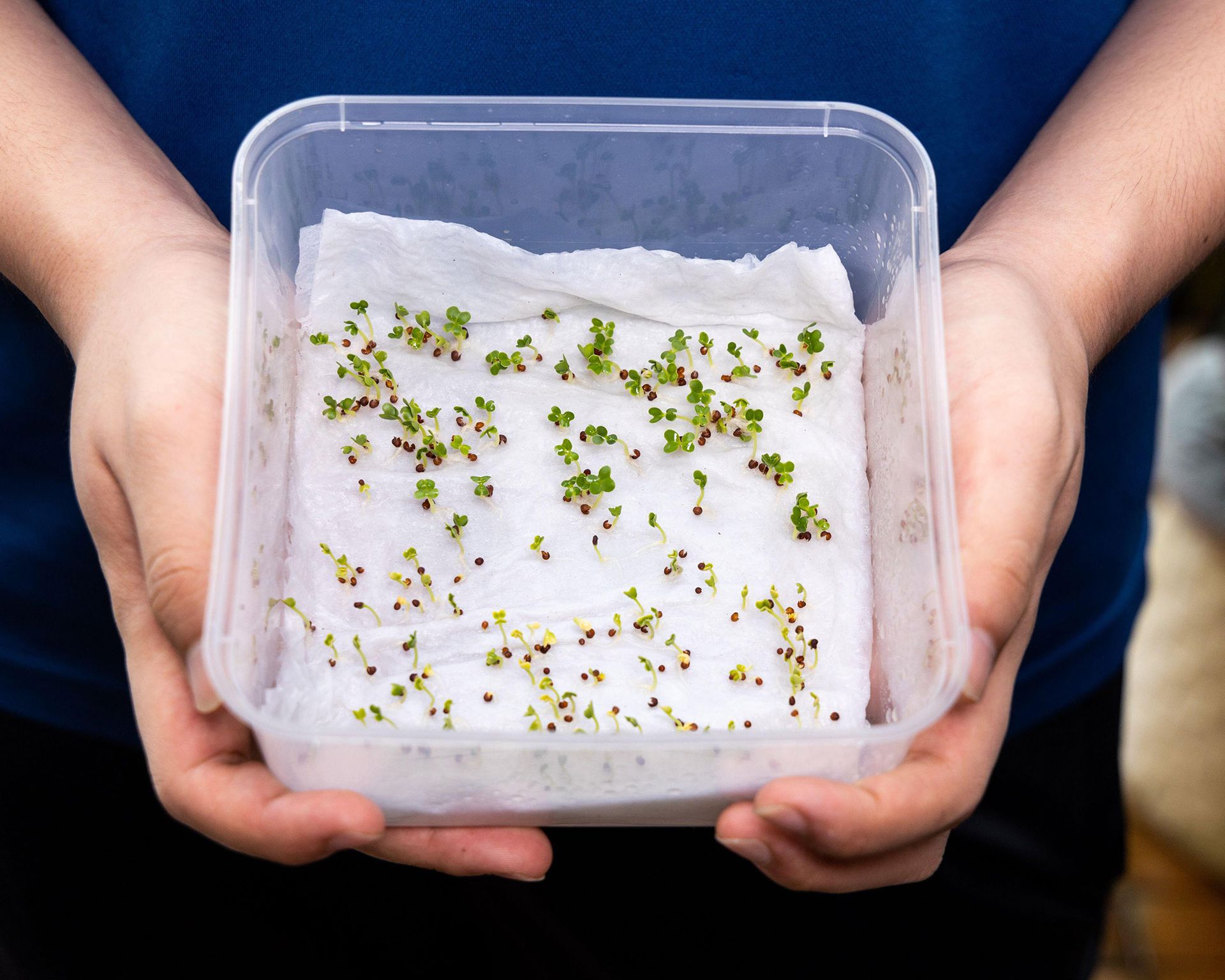 Check Before You Sow! – 3 Easy Seed Viability Tests | Gardening Know How