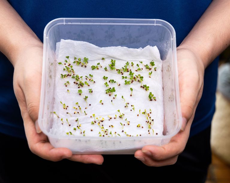 Check Before You Sow! – 3 Easy Seed Viability Tests | Gardening Know How