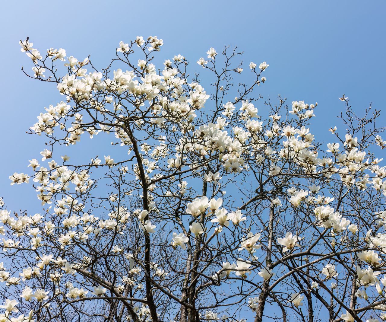 How to fertilize magnolias: expert advice for better blooms | Homes and ...