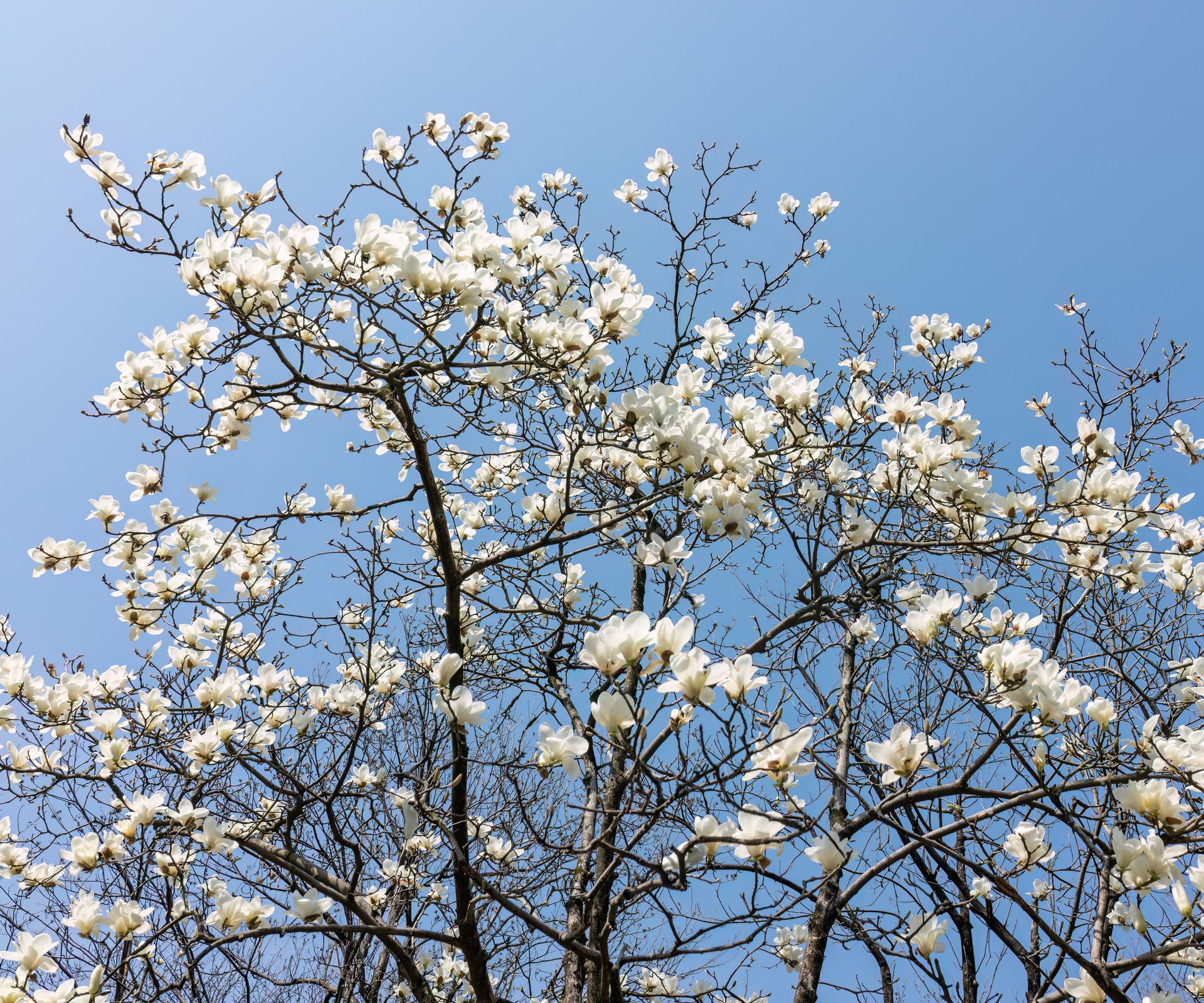 How to fertilize magnolias: expert advice for better blooms | Homes and ...