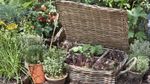 How to store tulip bulbs and save them for next year | Homes and Gardens
