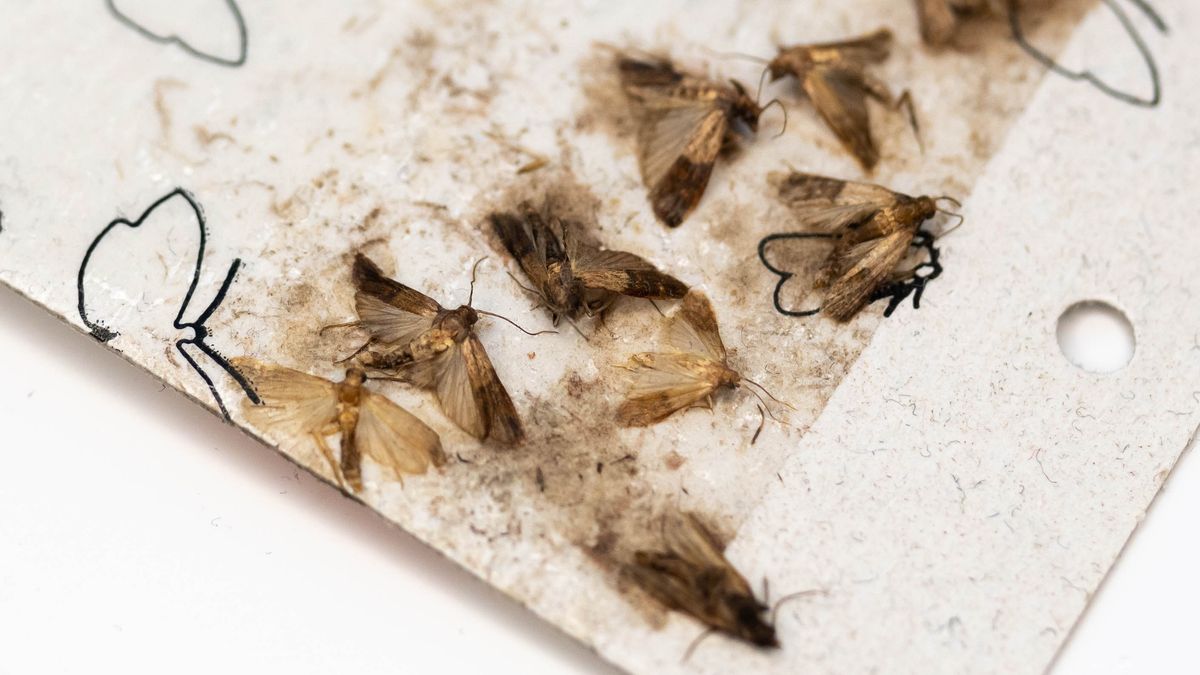 How to get rid of carpet moths — 5 easy, expert-approved methods | Tom ...