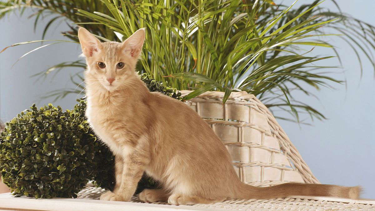 Hypoallergenic cat breeds: The 12 best options for allergy sufferers ...