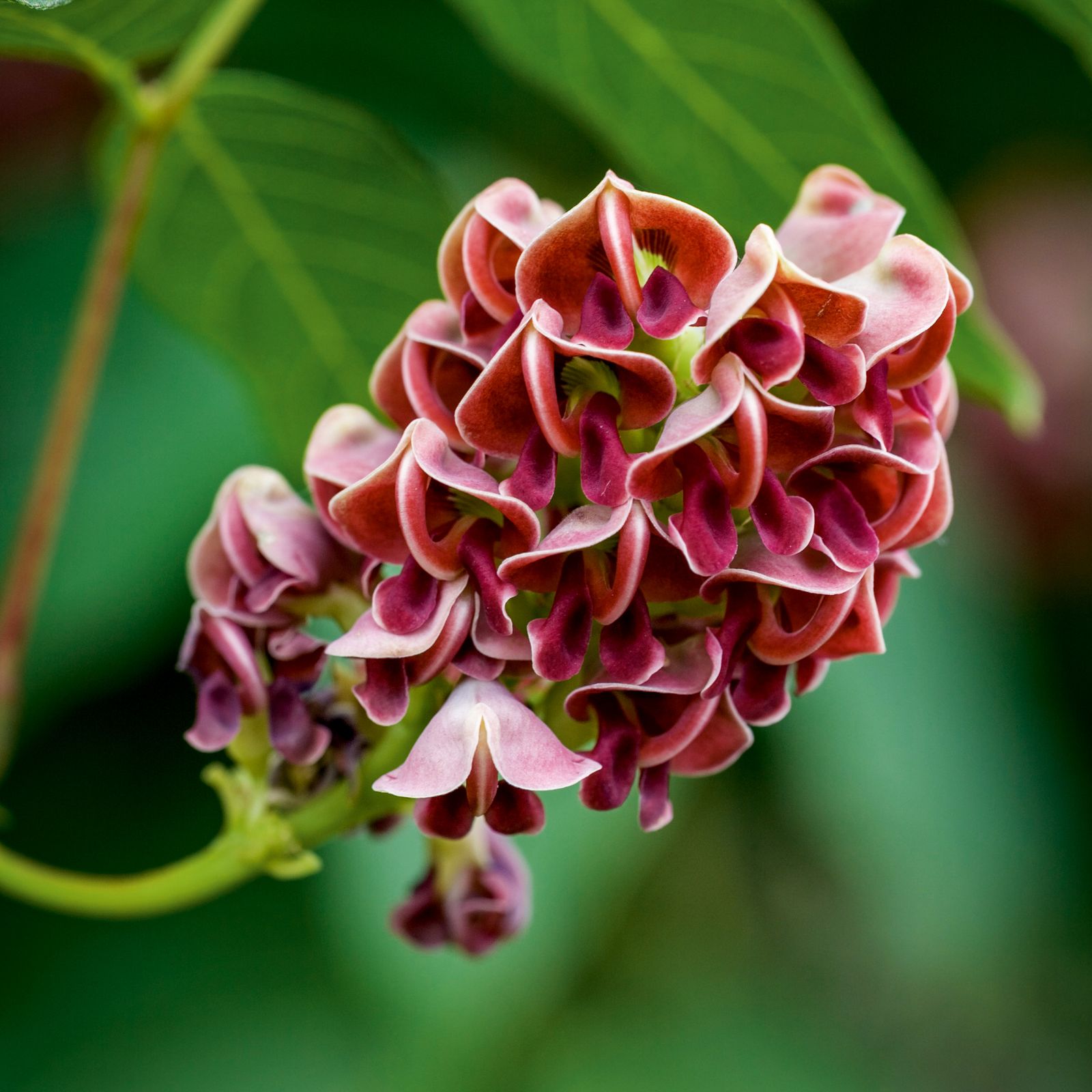 Three plants to grow in 2026 that are as delicious as they are pretty ...