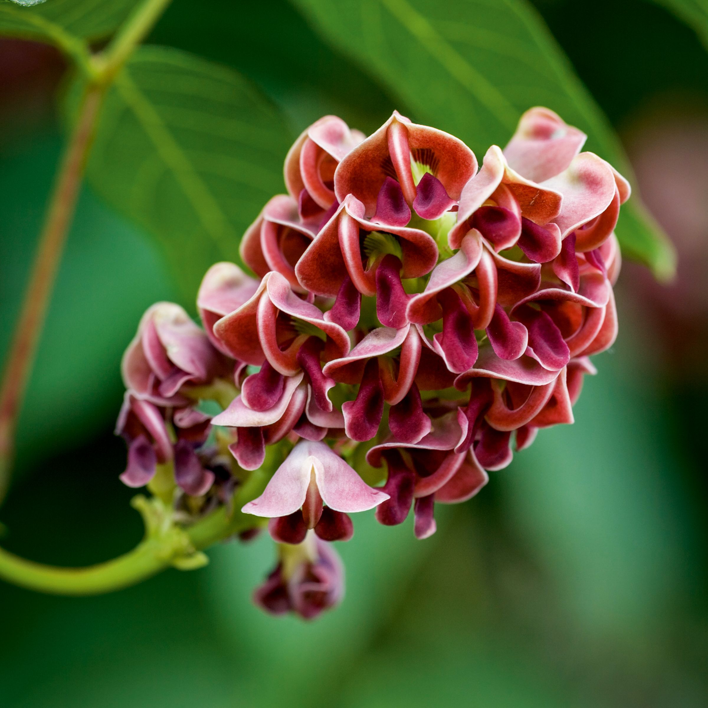 Three plants to grow in 2026 that are as delicious as they are pretty ...